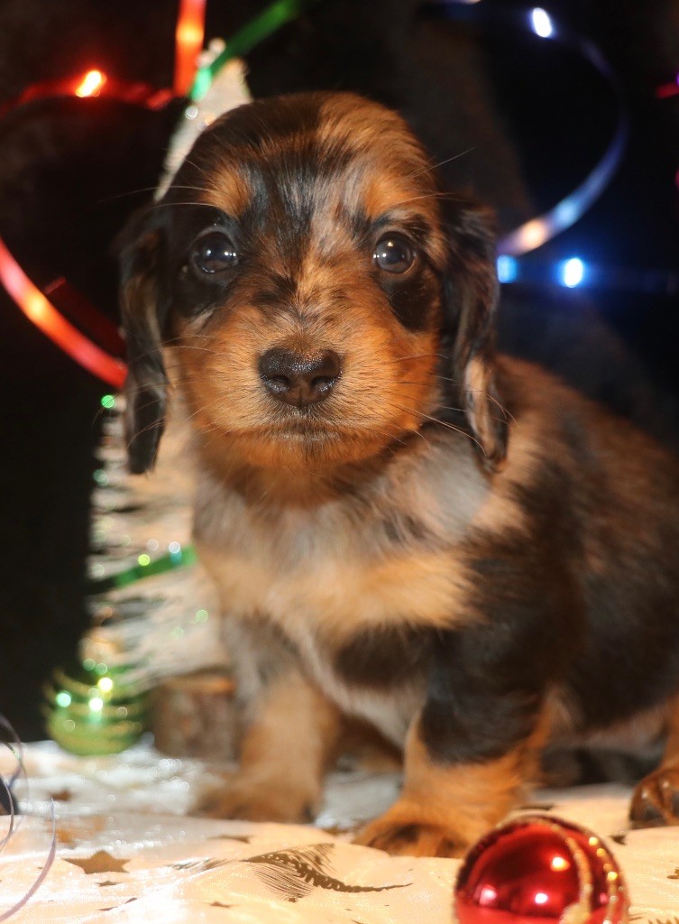 Accueil - Elevage Of German Lovely Dogs - eleveur de chiens Teckel poil ...